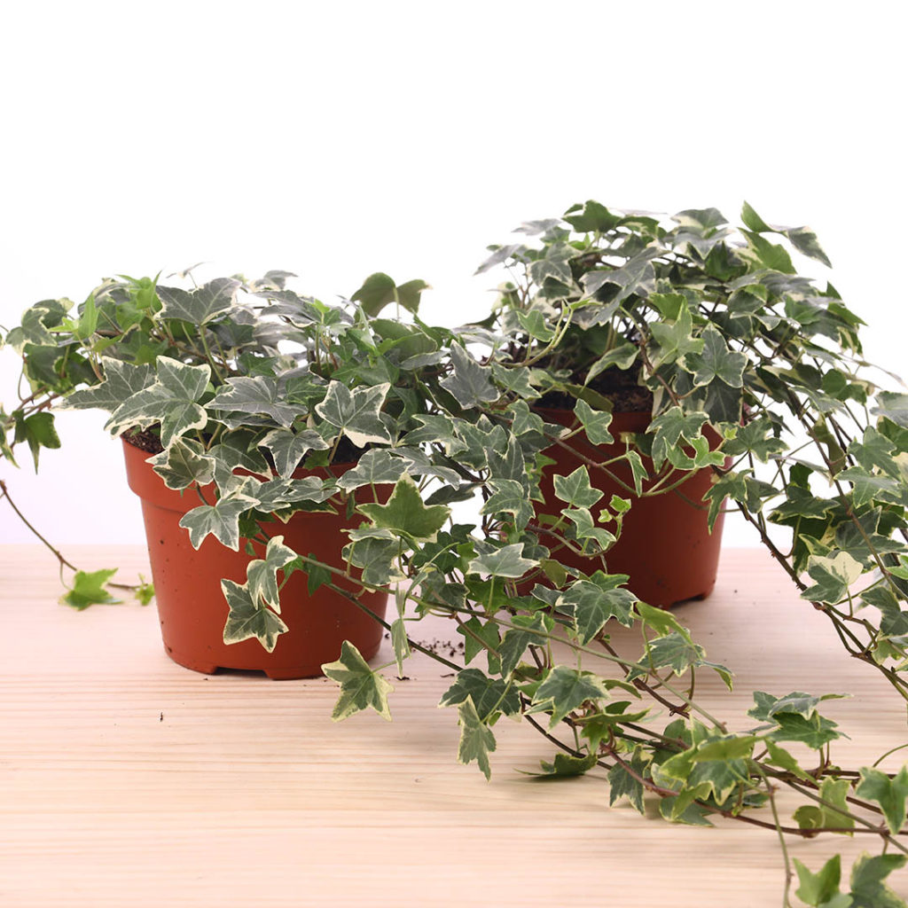 HEDERA HELIX M14 (HIEDRA) - Floristeria Fontanillas