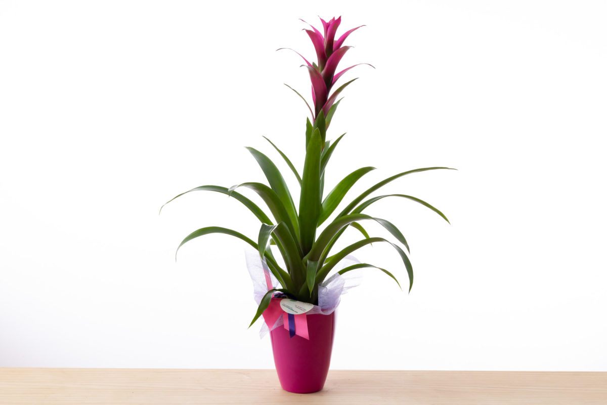 GUZMANIA MIX M13 CON MACETERO – Floristeria Fontanillas